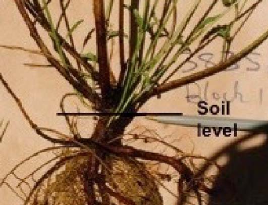 Handle drought stresses with Progardes® Desmanthus - Agrimix